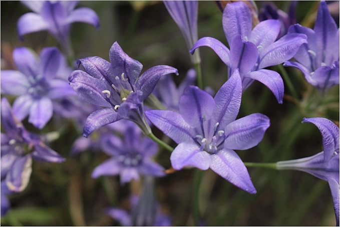 20 Triteleia Queen Fabiola Brodiaea Autumn Planting Bulbs Spring Summer ...