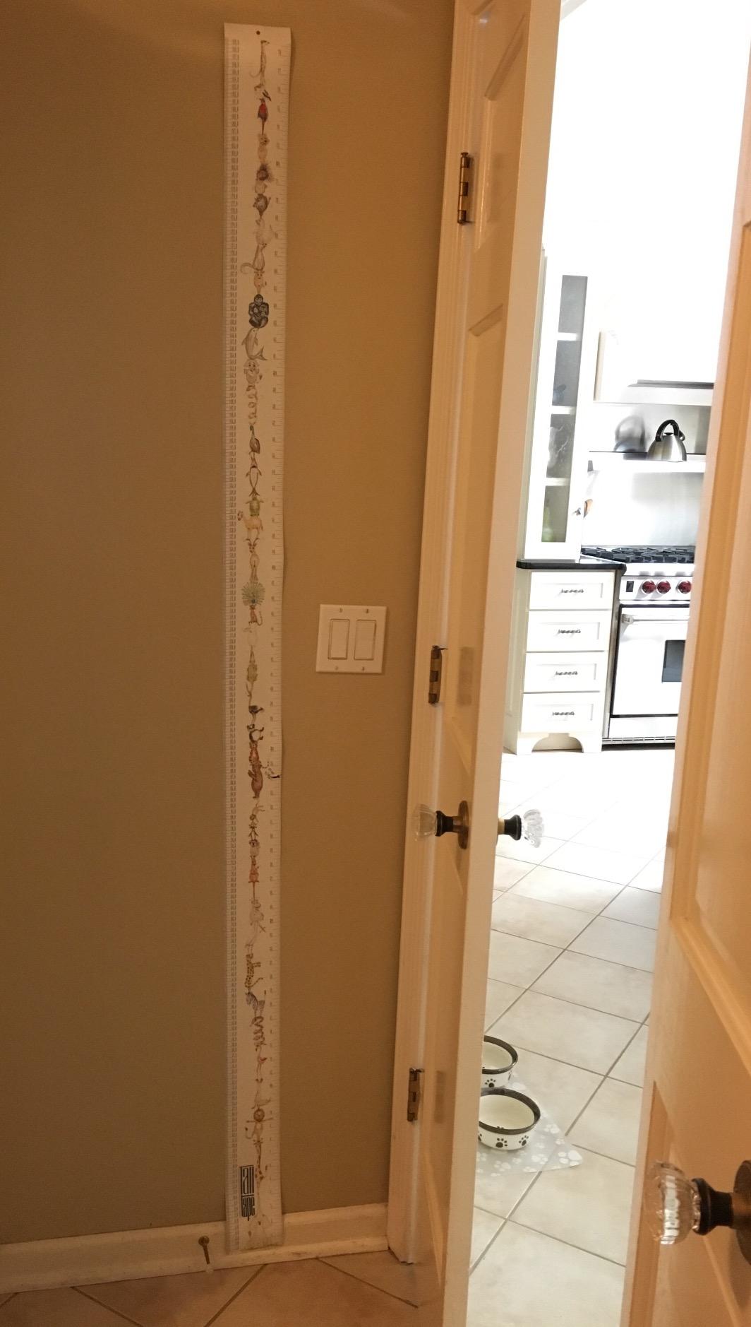 Amazon.com: TALLTAPE - Portable Roll-up Height Chart Plus 1 Sharpie ...