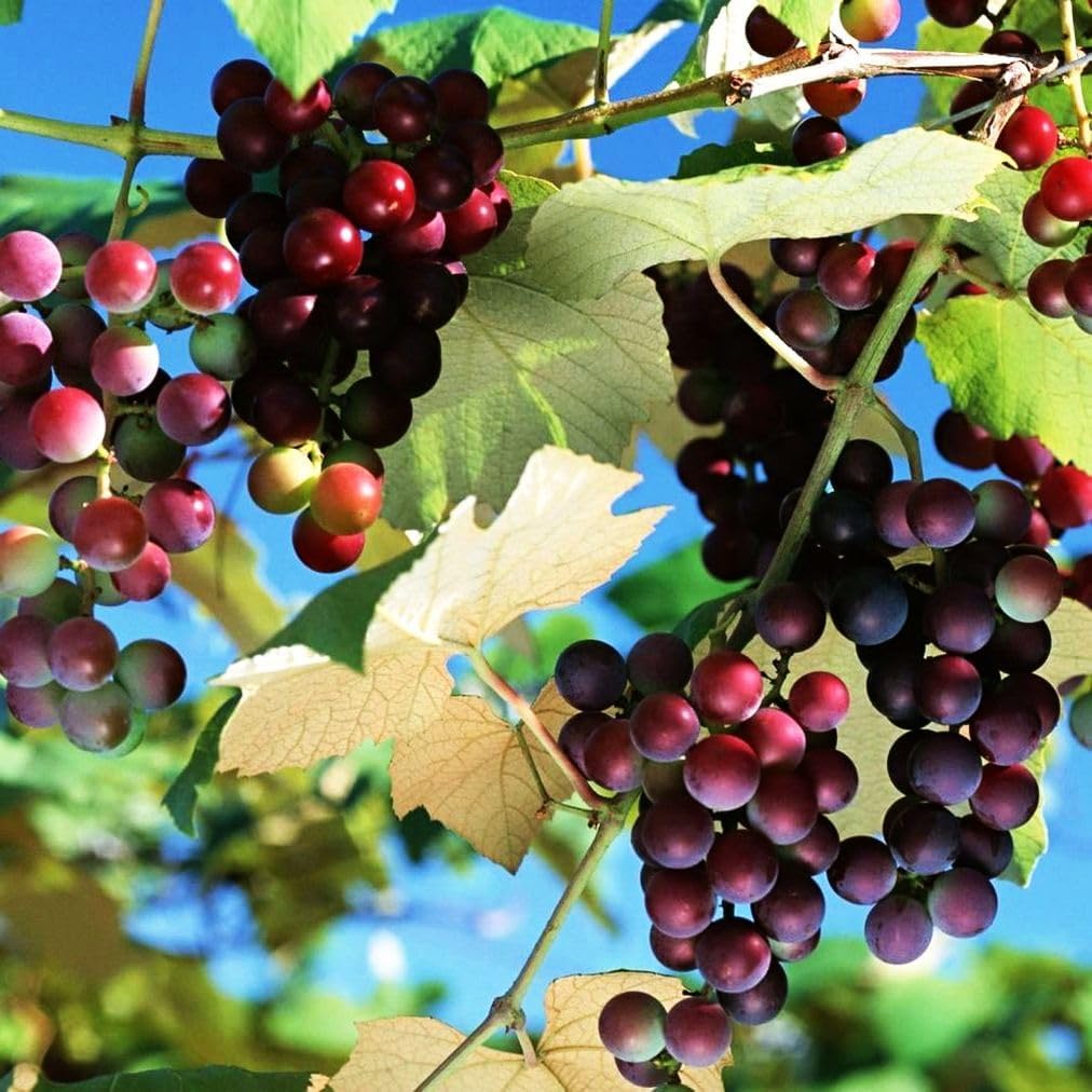 Amazon.com : Grape Seeds for Planting 100+ Pcs : Patio, Lawn & Garden