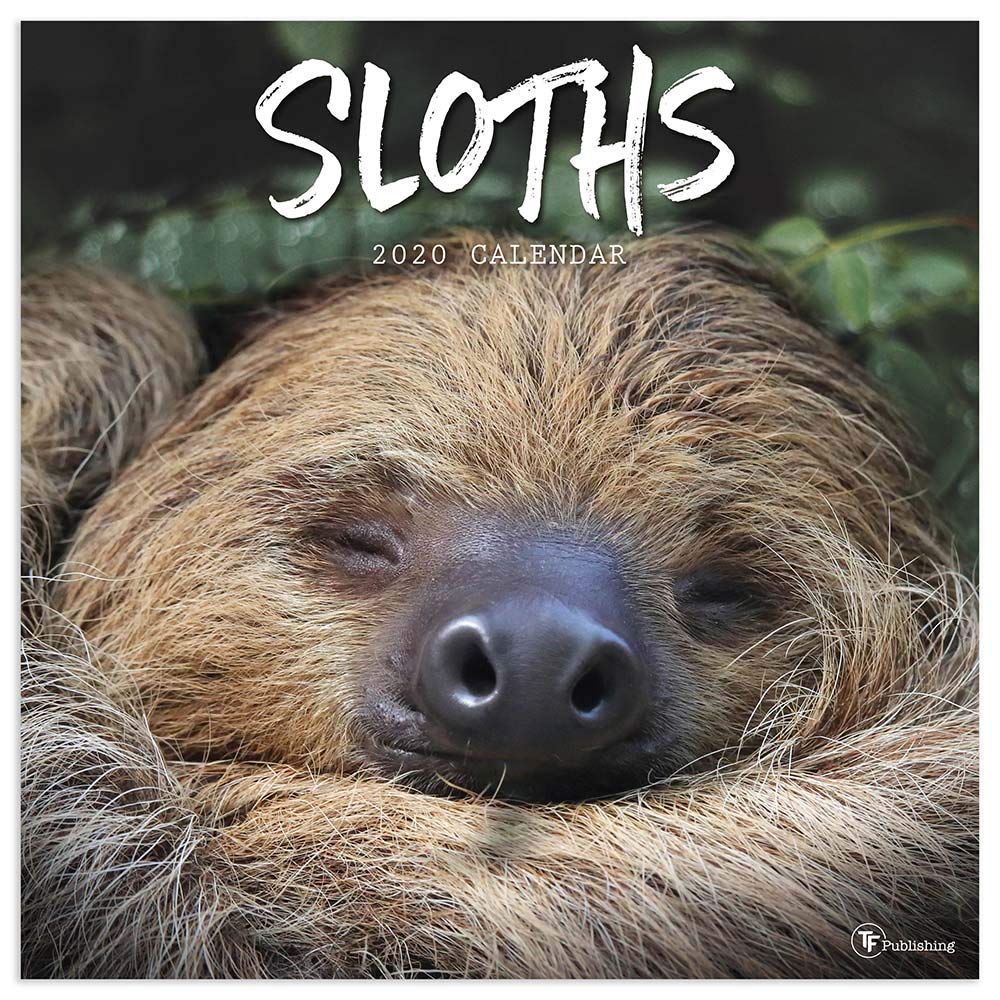 Sloths 2020 Calendar : TF Publishing: Amazon.in: Books