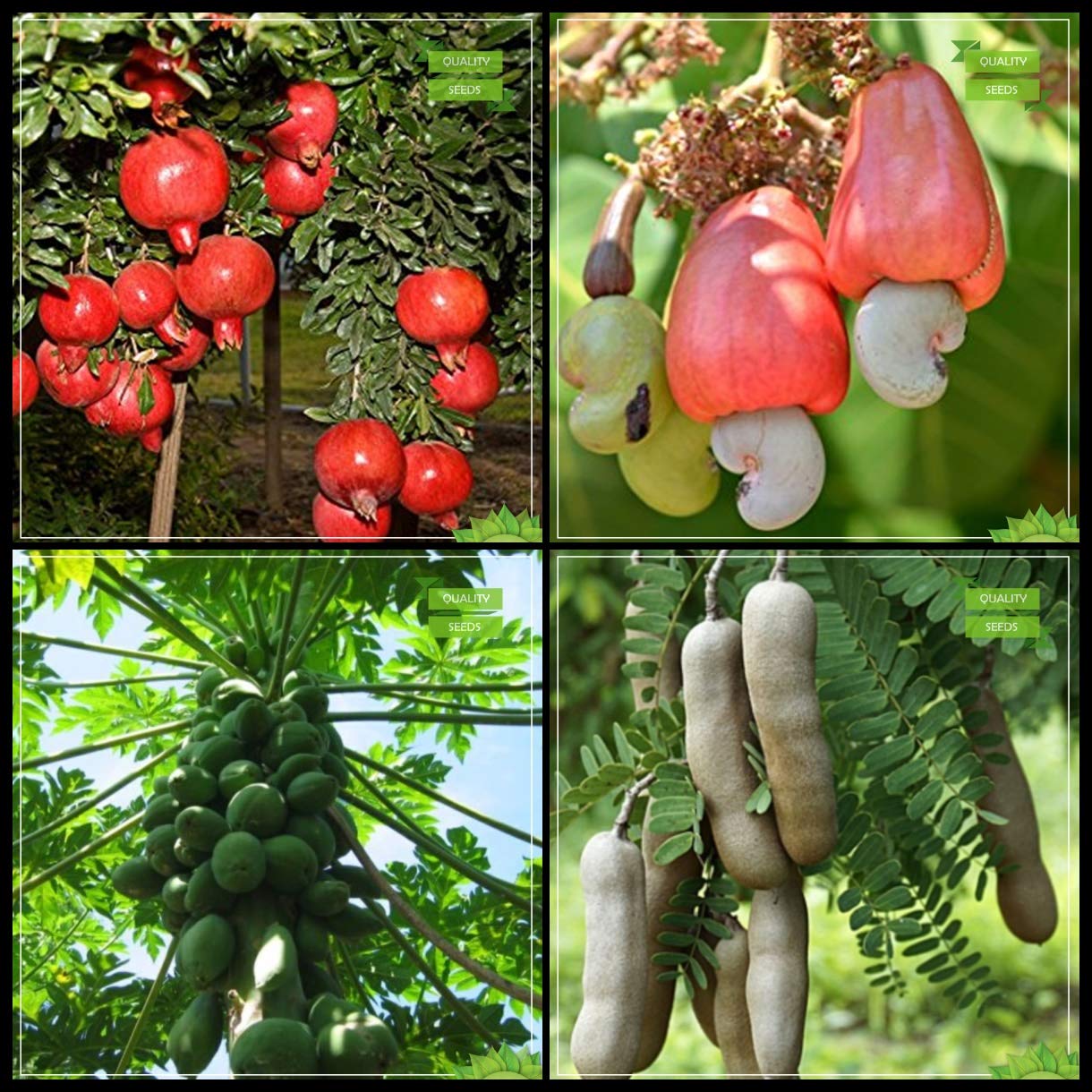 Creative Farmer Seeds And Plants Combo Fruit : Pomagranate Dwarf ...