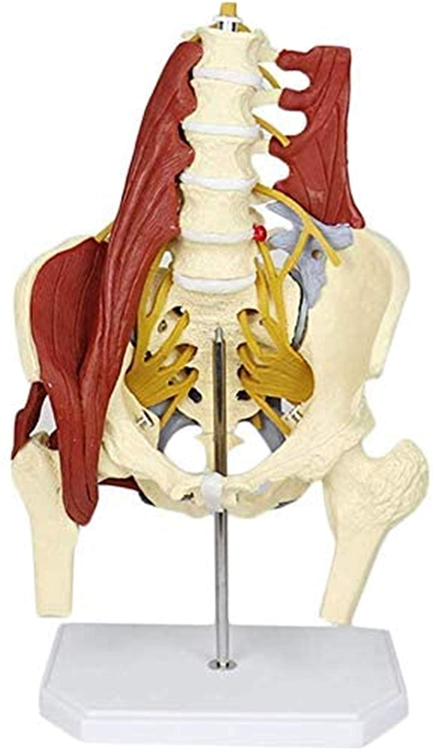 Buy Study Model Female Pelvis Model - Lumbar Spine Model Medical ...