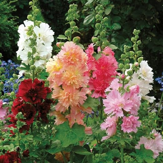 Amazon.com : Hollyhock Queeny (Queenie) Dwarf Mix Non-GMO, Heirloom ...