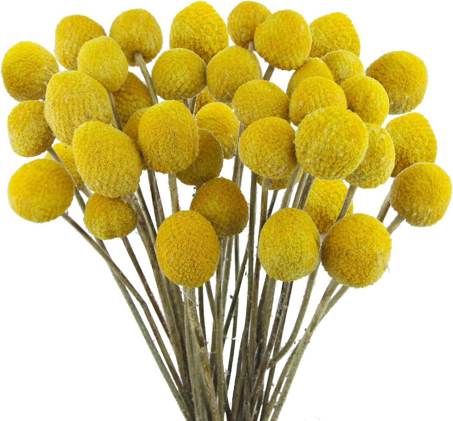 Amazon.com: CISDUEO 40 Pcs Natural Dried Flowers Craspedia Billy Balls ...