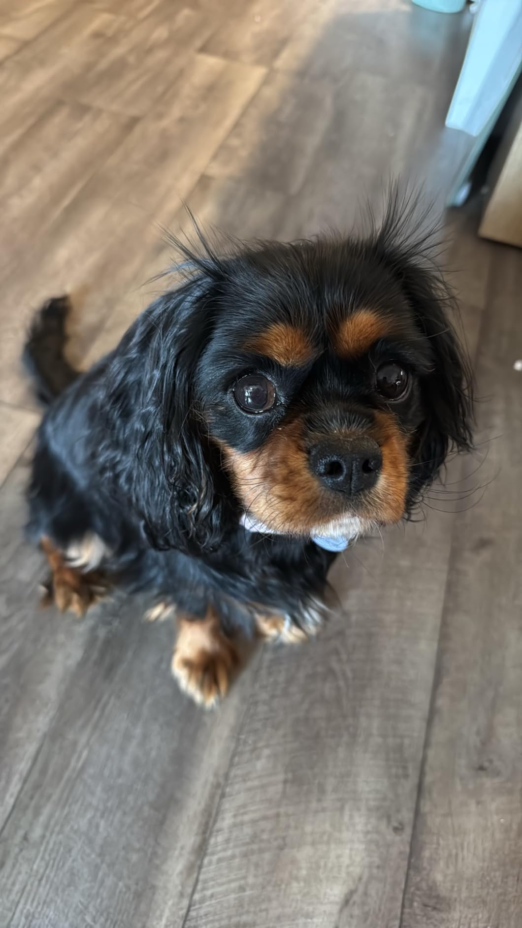 Dazy Dog 5-in-1 Dog Shampoo 450ml - Dog Shampoo and Conditioner with ...