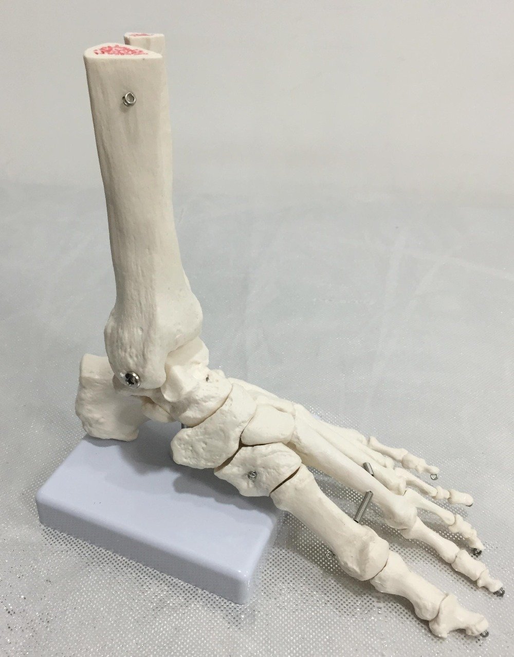 Amazon.com: Human Foot Bone Model, Foot Sole, Foints of Foot Ankle ...