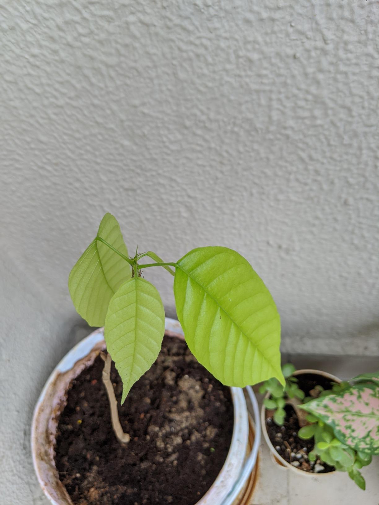 Creative Farmer Garden Fruit Plant Coffee Tree Arabica - 'Typica' Shrub ...