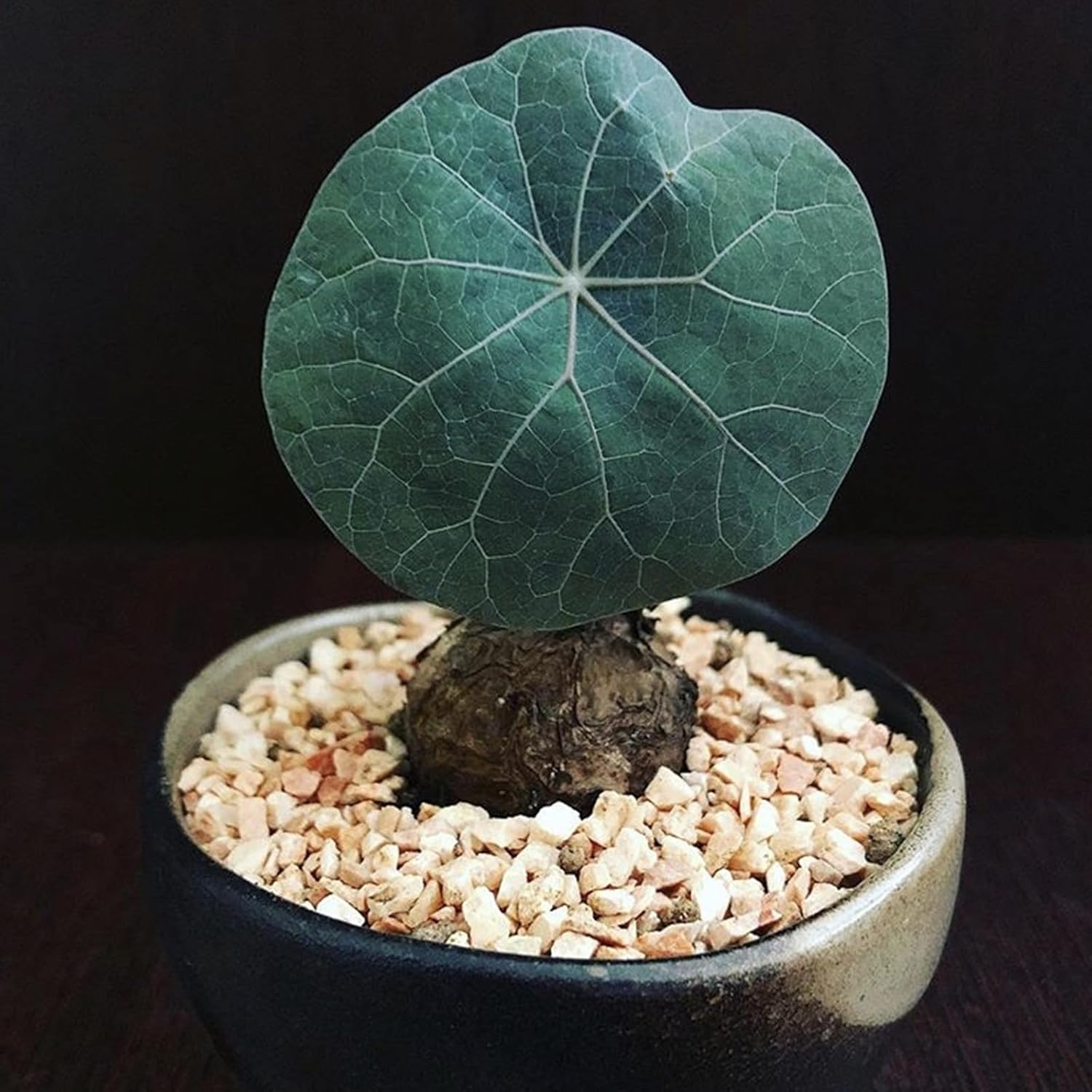 Amazon.com : Stephania Erecta: The Professional's Choice for a ...