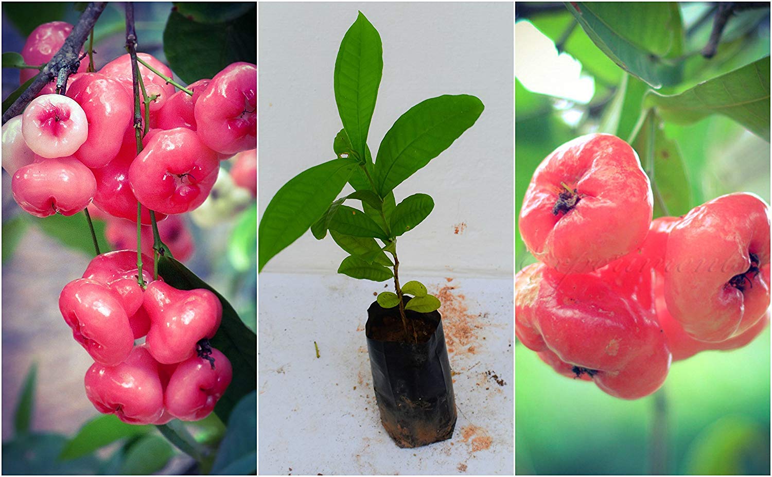 M-Technologies Rare Exotic Tropical fruit Rose Water Apple Syzygium ...