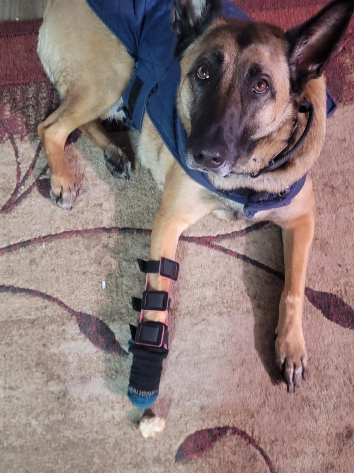 Amazon.com : OrthoVet Flexi Front Splint for Dogs with Arthritis or ...