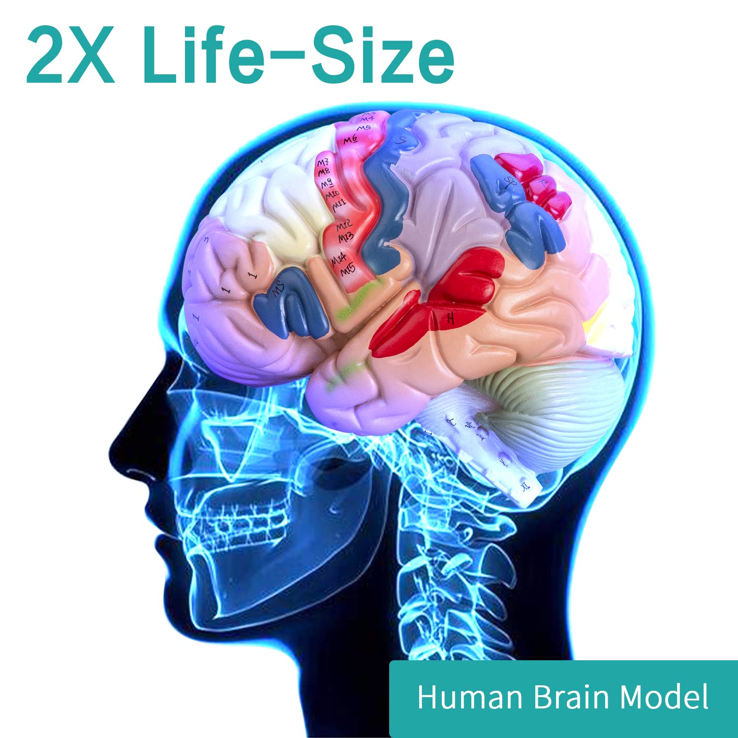 Snapklik.com : Human Brain Model Anatomy & Display Stand Life Size ...