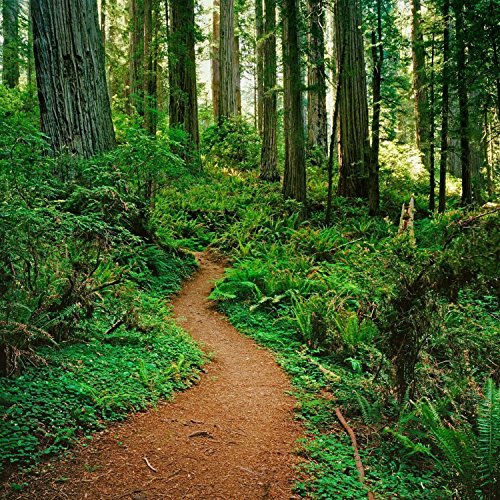 Amazon MusicでDr. BuzzwormのWalk Through the Forestを再生する