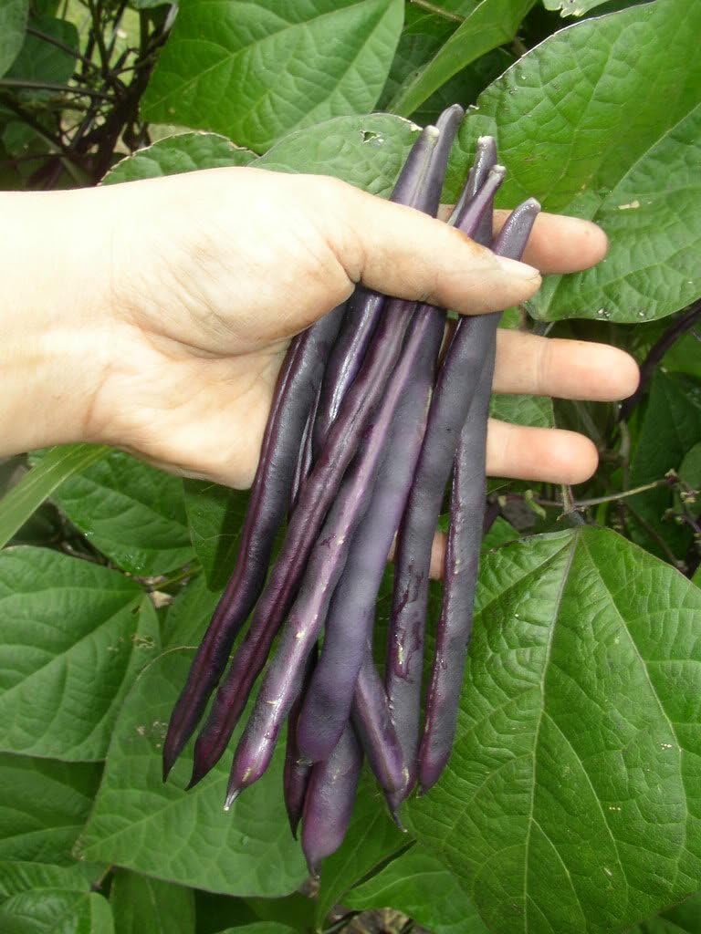 Amazon.com : 40 Royal Purple POD Bean Phaseolus Vulgaris Vegetable ...