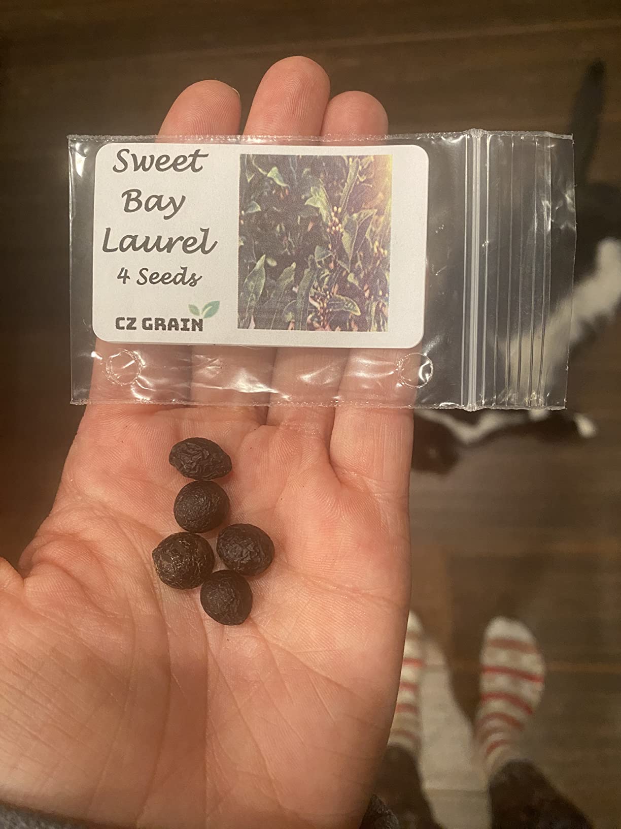 Amazon.com : Sweet Bay Laurel Herb Tree Seeds - 4 Seeds to Plant ...