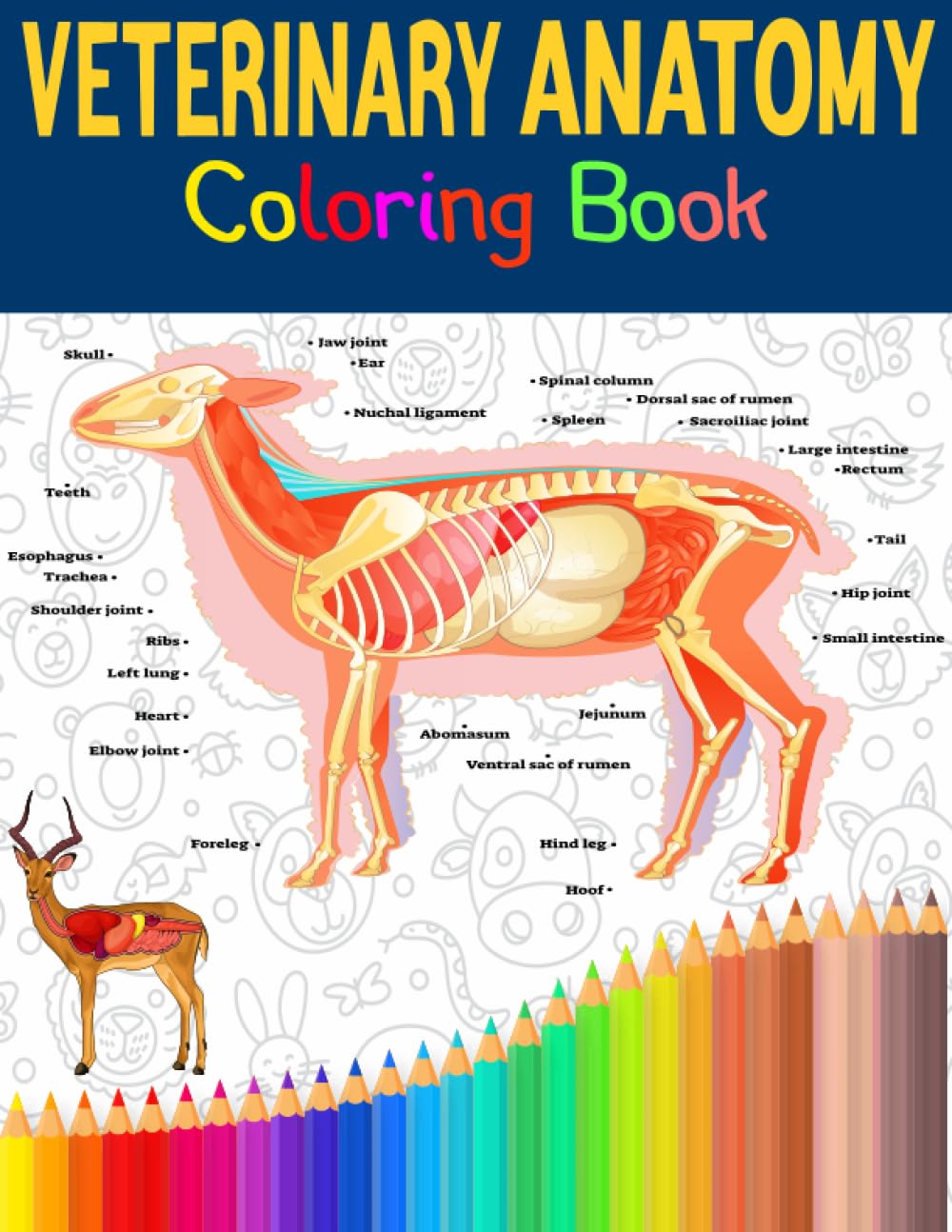 Amazon.com: Veterinary Anatomy Coloring Book: Animal Anatomy and ...