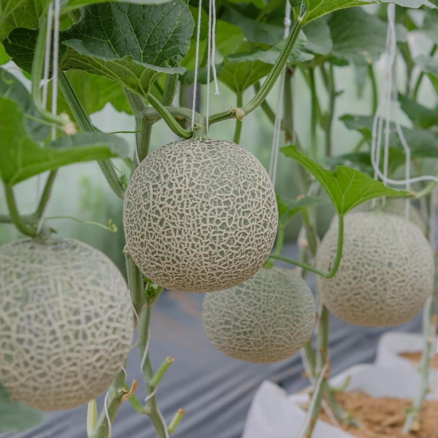 Amazon.com : Honey Rock Melon Seeds Cantaloupe Seeds 20 Seeds : Patio ...