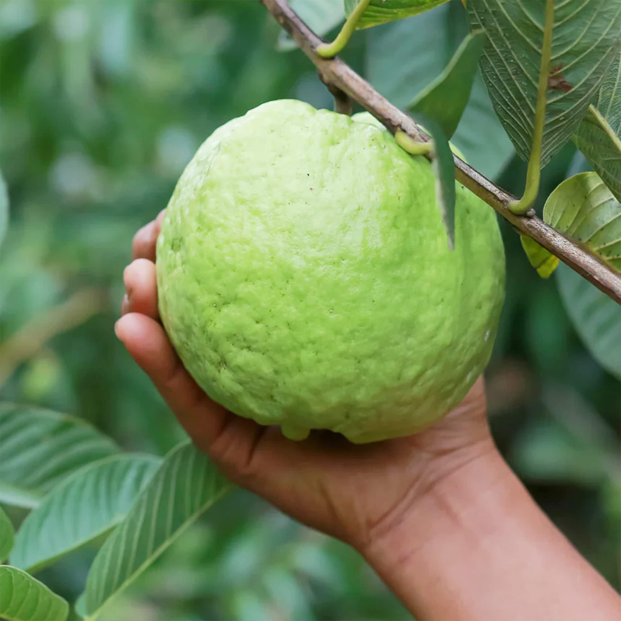 Amazon.com : QAUZUY GARDEN 160 Common Yellow Lemon Apple Guava Seeds ...