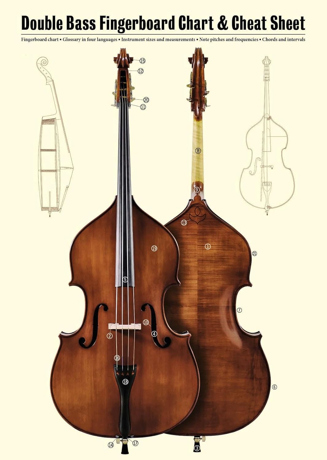 Double Bass Fingerboard Chart & Cheat Sheet: Fingerboard chart ...