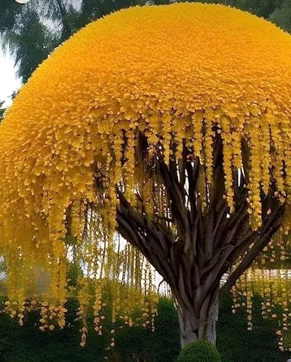 50+ Seeds- Golden Shower Tree Seeds For Home Garden- Grow Year Round. Cassia Fistula : Amazon.in ...