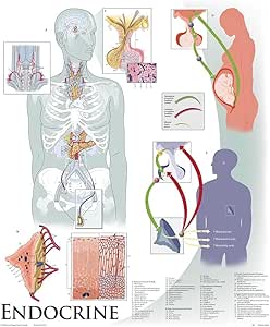 Amazon.com: Endocrine System Wall Chart, Unmounted : Industrial ...