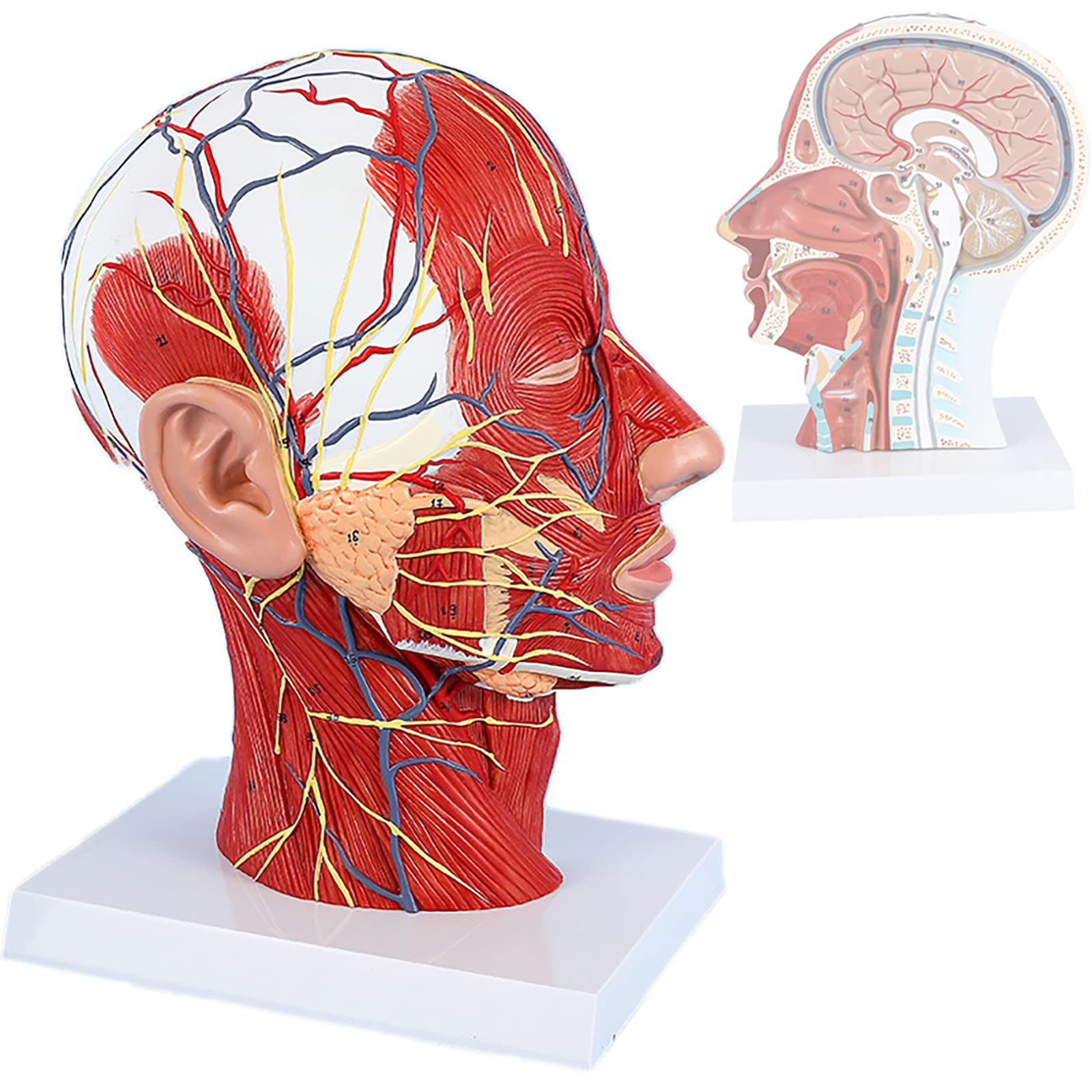 Buy Human Half Head Study Model, Teaching Simulation Head ...