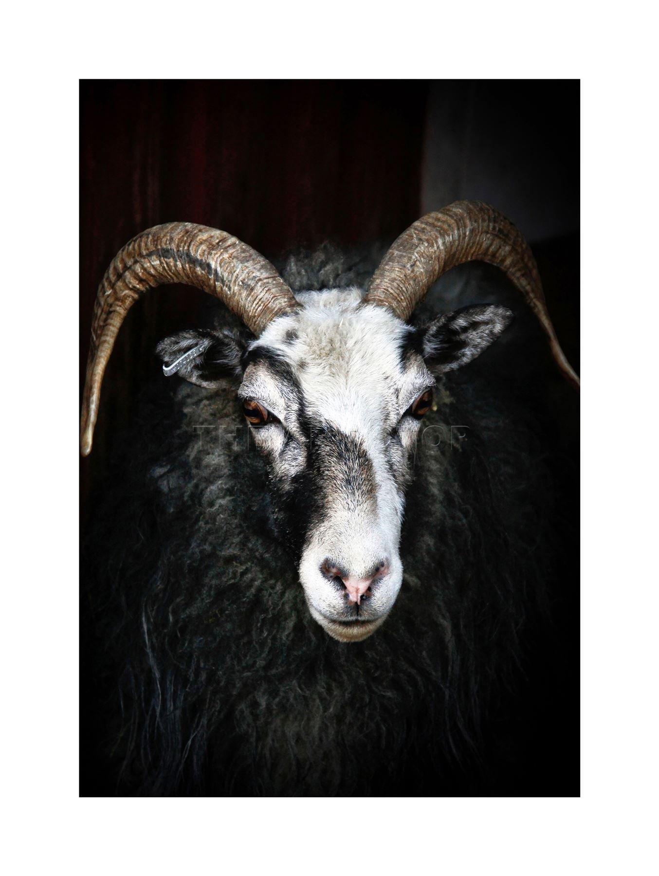 Wee Blue Coo Ram Sheep Face Closeup Black White Horns Photo Picture ...
