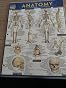 Anatomy - Reference Guide: a QuickStudy reference tool (Quick Study ...