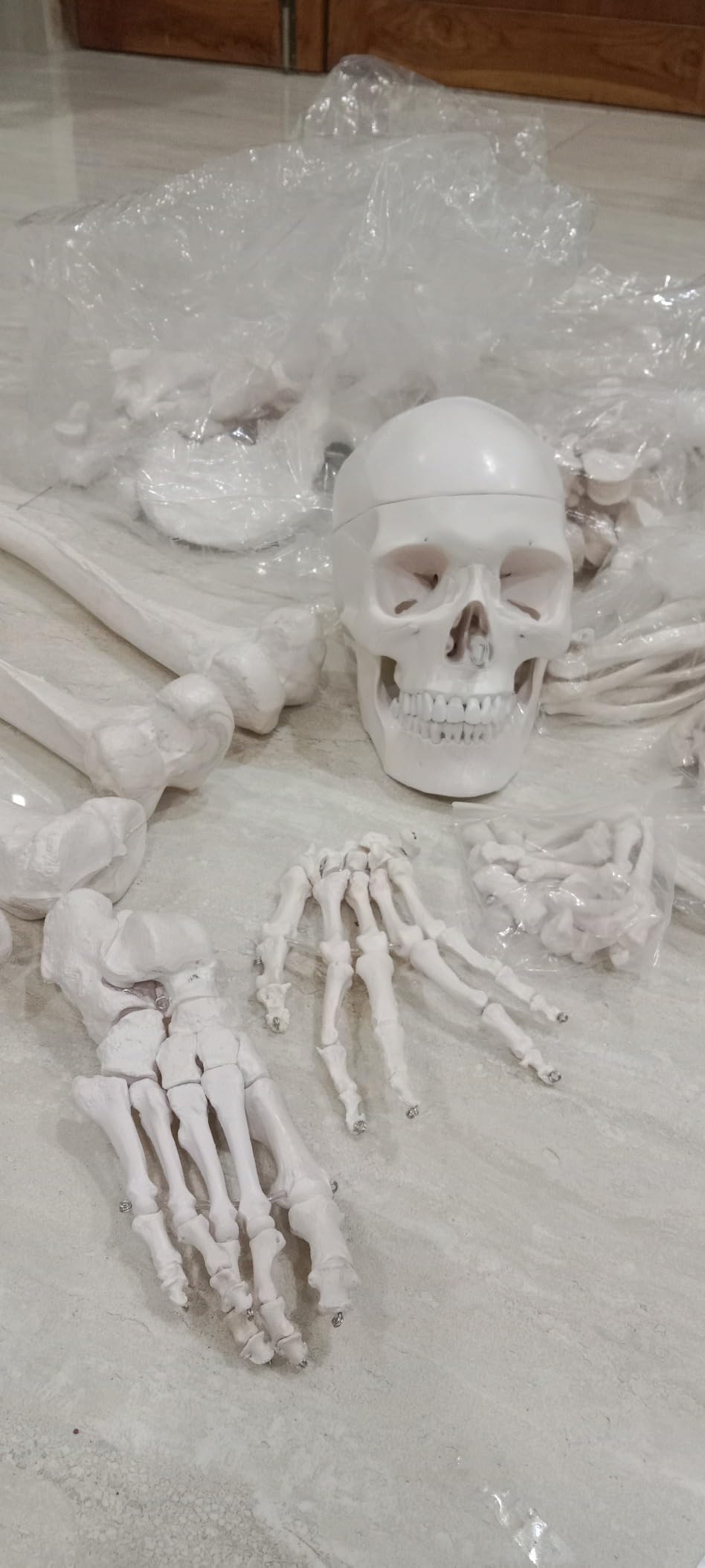 ZX TeachingNest Human Skeleton Disarticulated with Intervertebral Discs ...