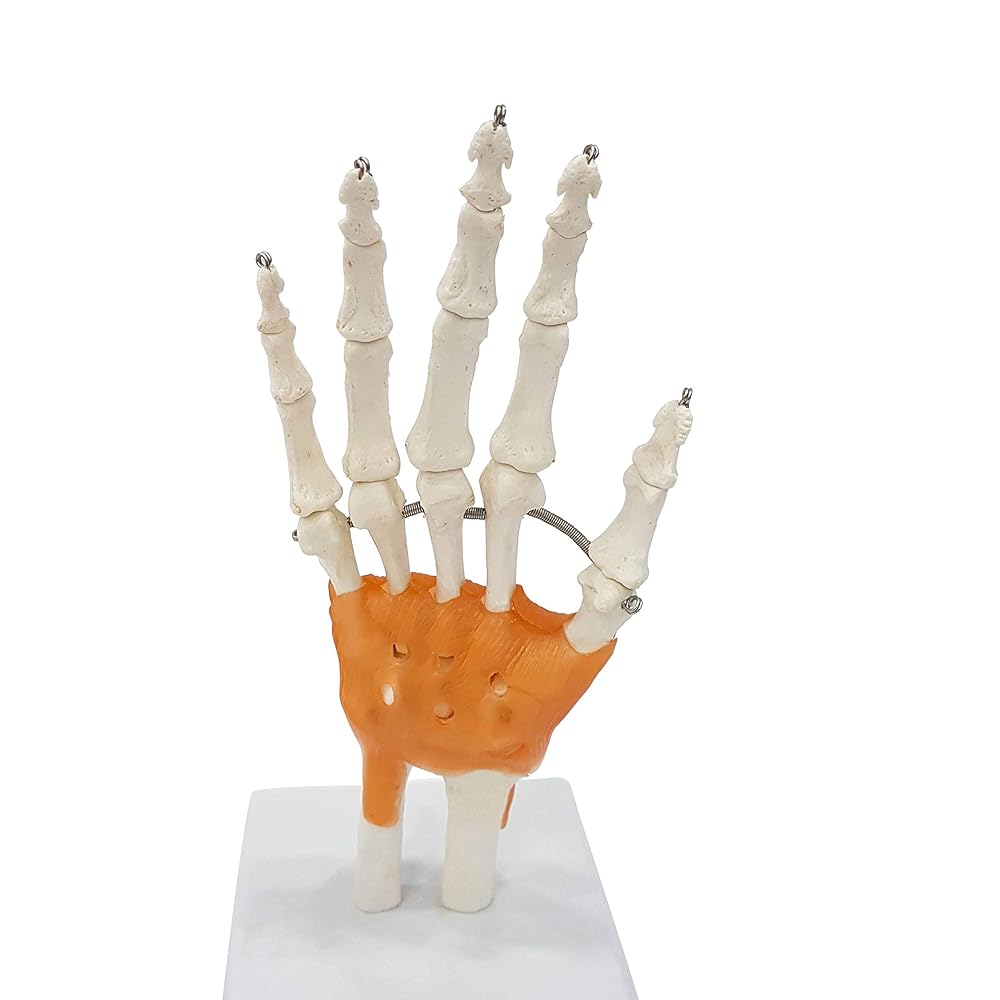 TeachingNest | Hand Joint Model Flexible PVC Plastic Nepal | Ubuy