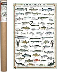 EuroGraphics Fresh Water Fish Poster 36 x 24 inch : Amazon.ca: Home