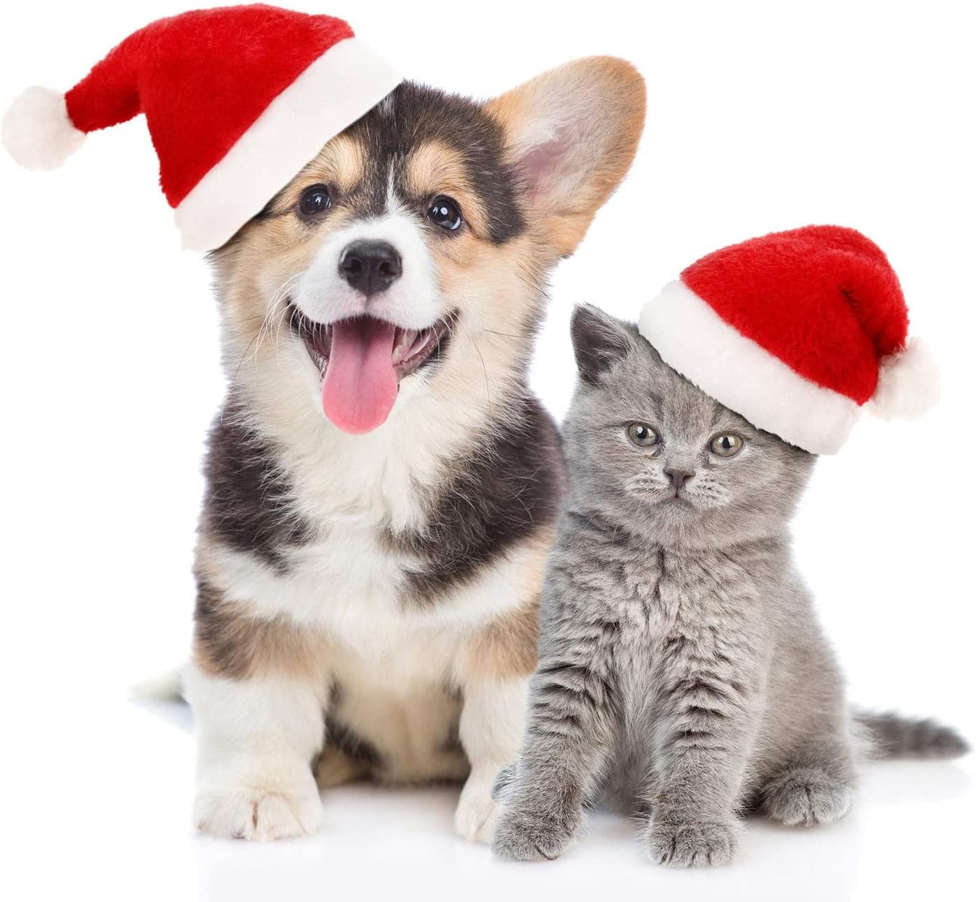 Amazon.com : Christmas Pet Santa Hat. One Piece Small Puppy Cat Dogs ...