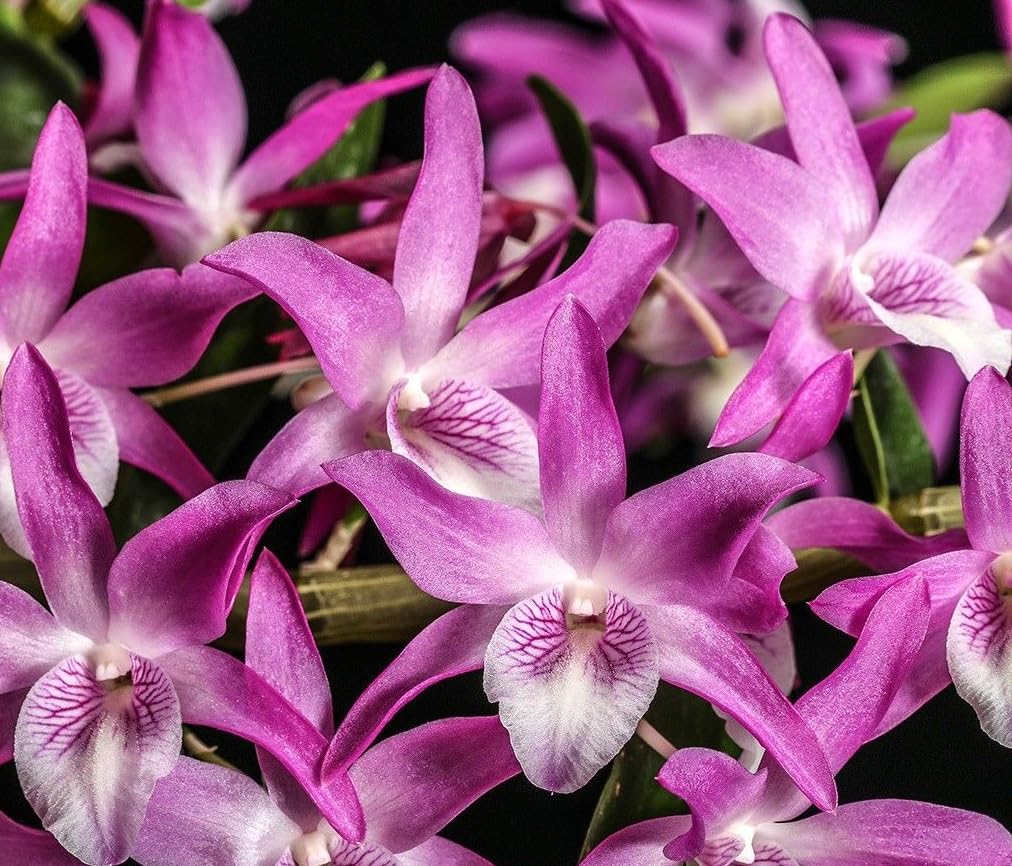 Divine Blossoms Imported Plant of Dendrobium Orchid Hybrid Rainbow ...