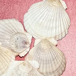 Amazon.com: HOHUCRAB 30pcs 2-3inch Scallop Shells, Natural Scallop ...