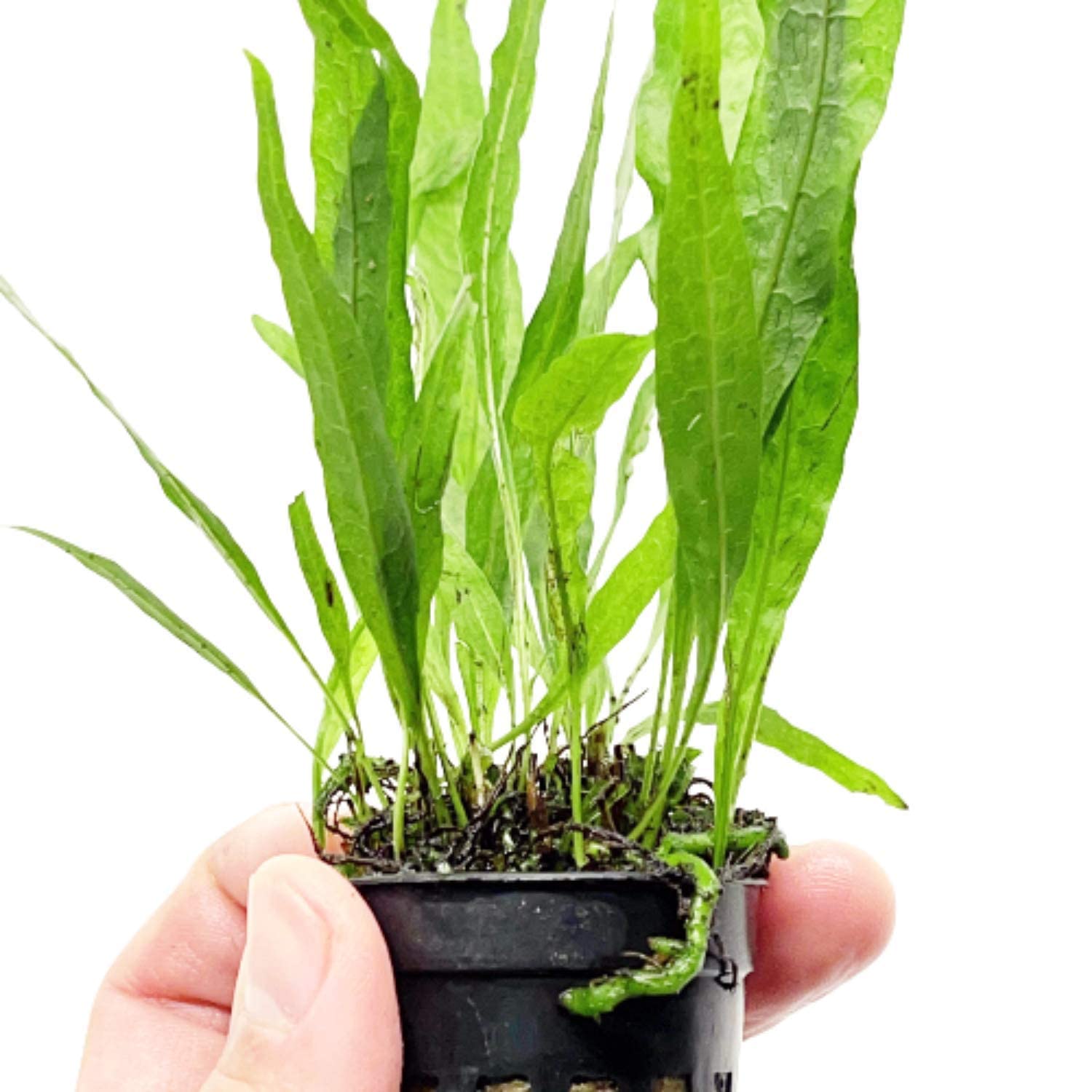 Amazon.com: Planterest - Java Fern Black Forest Microsorium Pteropus Sp ...