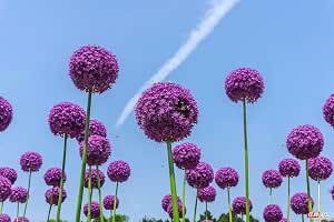 Amazon.com : Perennial Giant Purple Allium Giganteum Bulbs Garden Plant ...