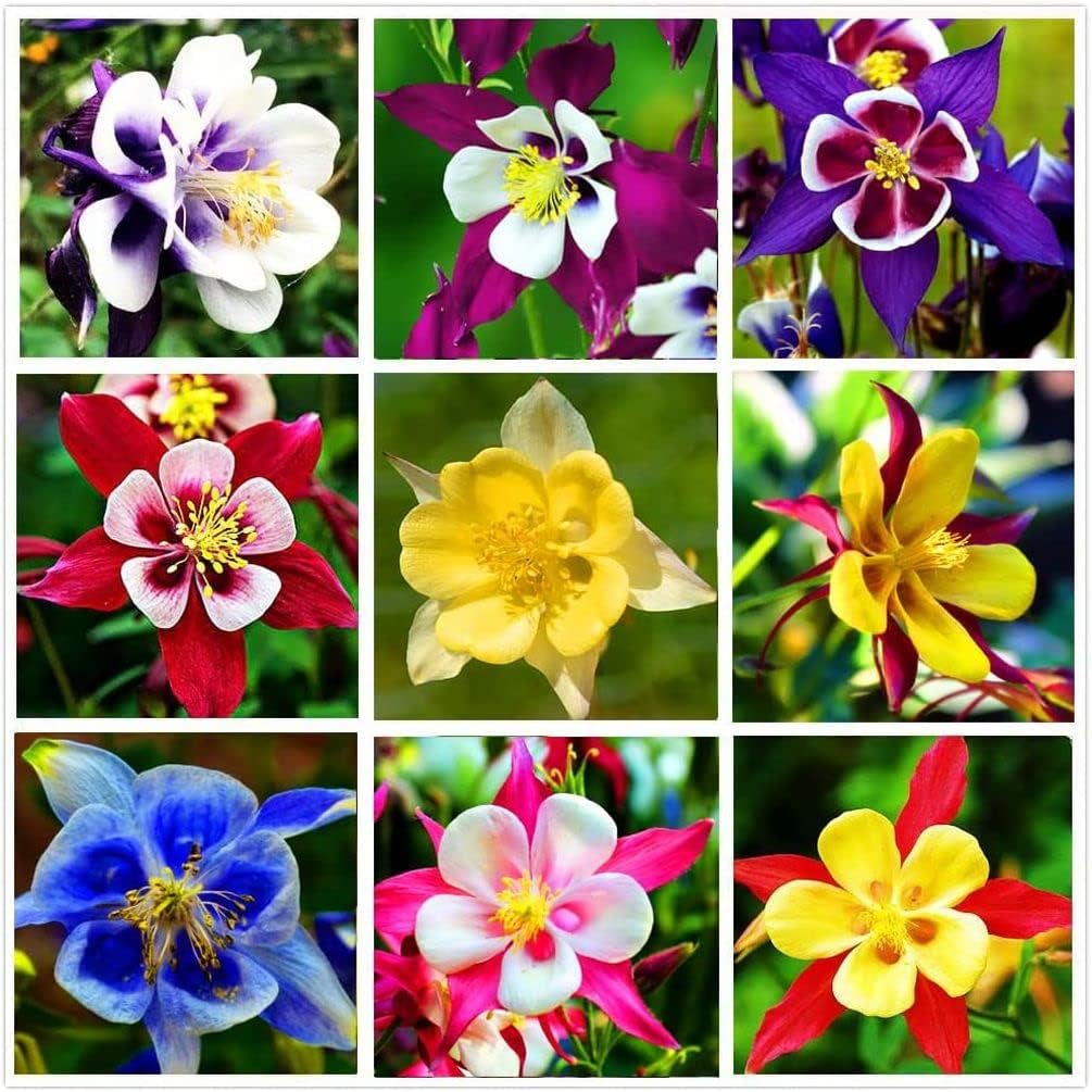 Amazon.com : Columbine MCKANA Giant Mix Perennial Hummingbirds ...