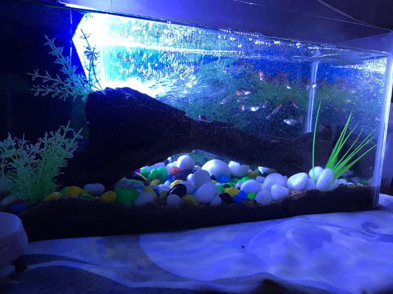 Despacito Aquarium Led Light for Fish Tank, Submersible Led Light ...