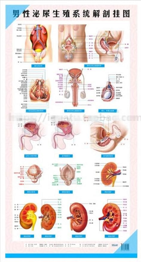 WellieSTR 1Pc Male Reproductive System Anatomical Chart - Anatomy ...
