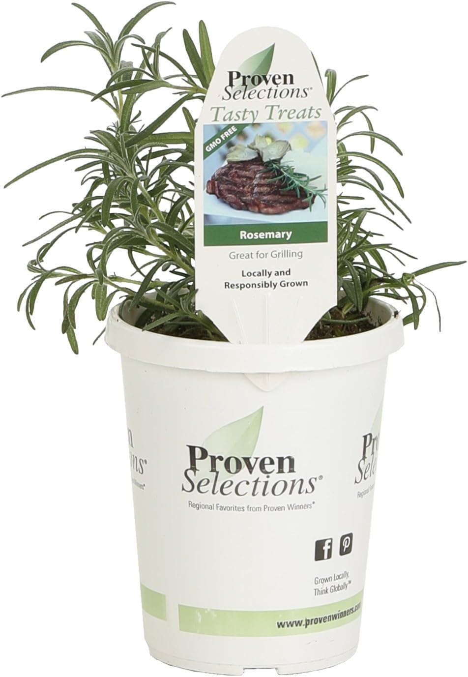 Amazon.com : Proven Selections Prime Rosemary, Live Plant, Herb, 4.25 ...