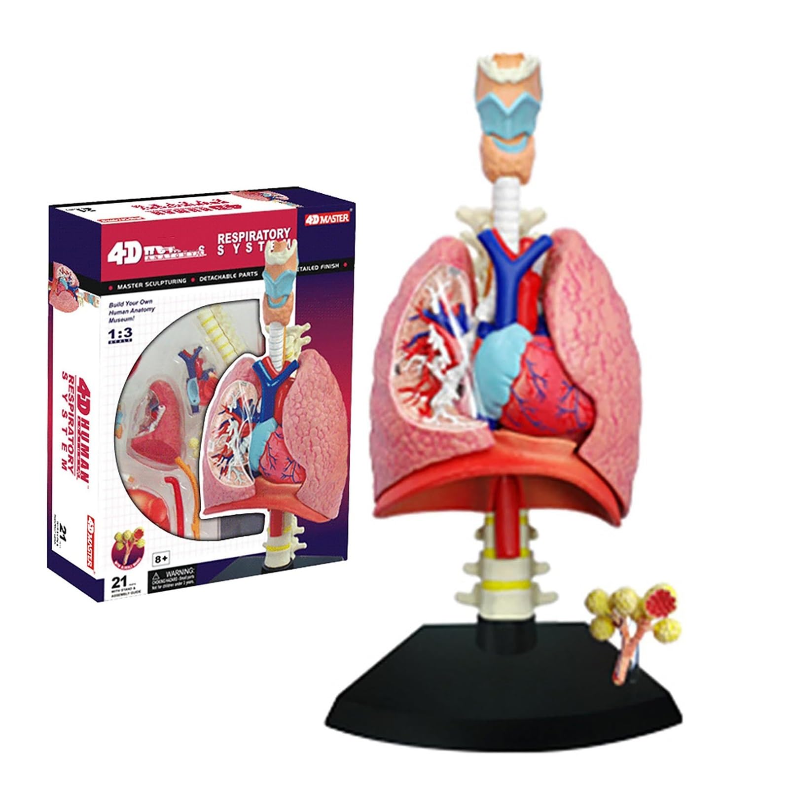 4d Respiratory System Model Model Of Human Heart And Lungs | Desertcart ...
