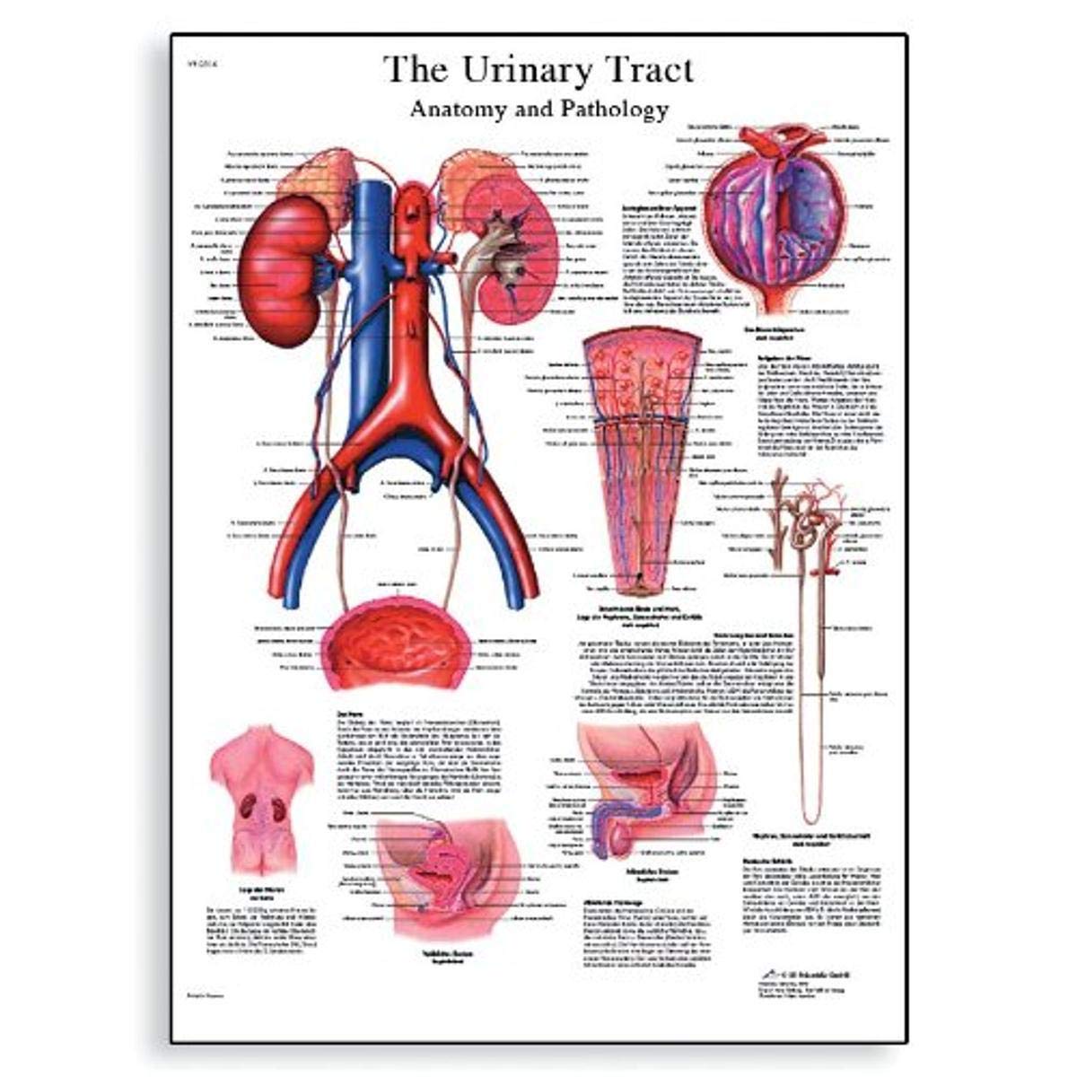 3B Scientific Human Anatomy – The Urinary Tract Chart, Paper Version ...