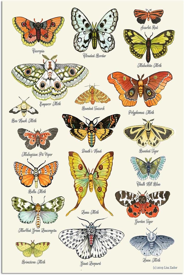 Amazon.com: Vintage Papillon Poster,Butterfly Poster,Vintage Poster ...