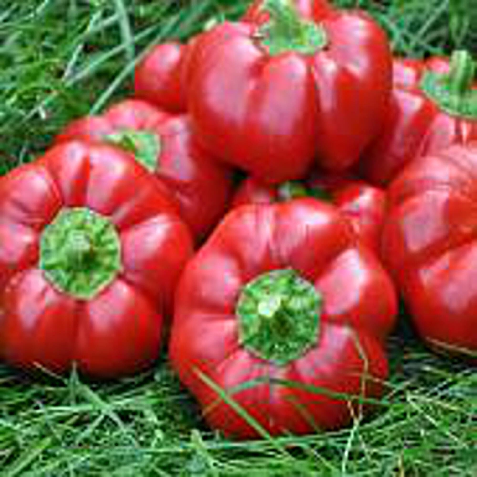 Amazon.com : Sheepnose Pimento Sweet Peppers Seeds (25 Seeds) Pepper ...