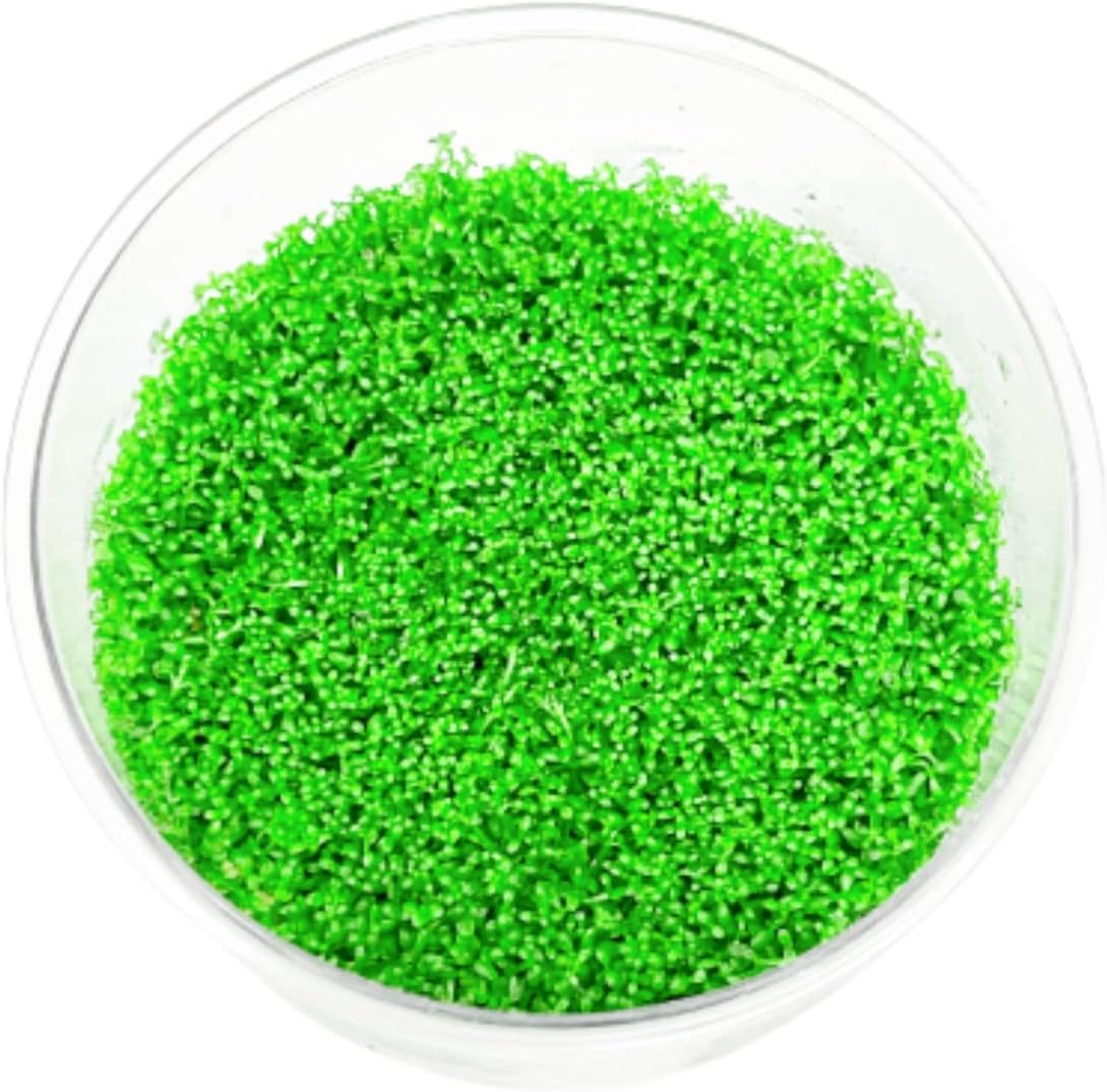 Amazon.com: Mainam Micranthemum Monte Carlo Tissue Culture US Nursery ...