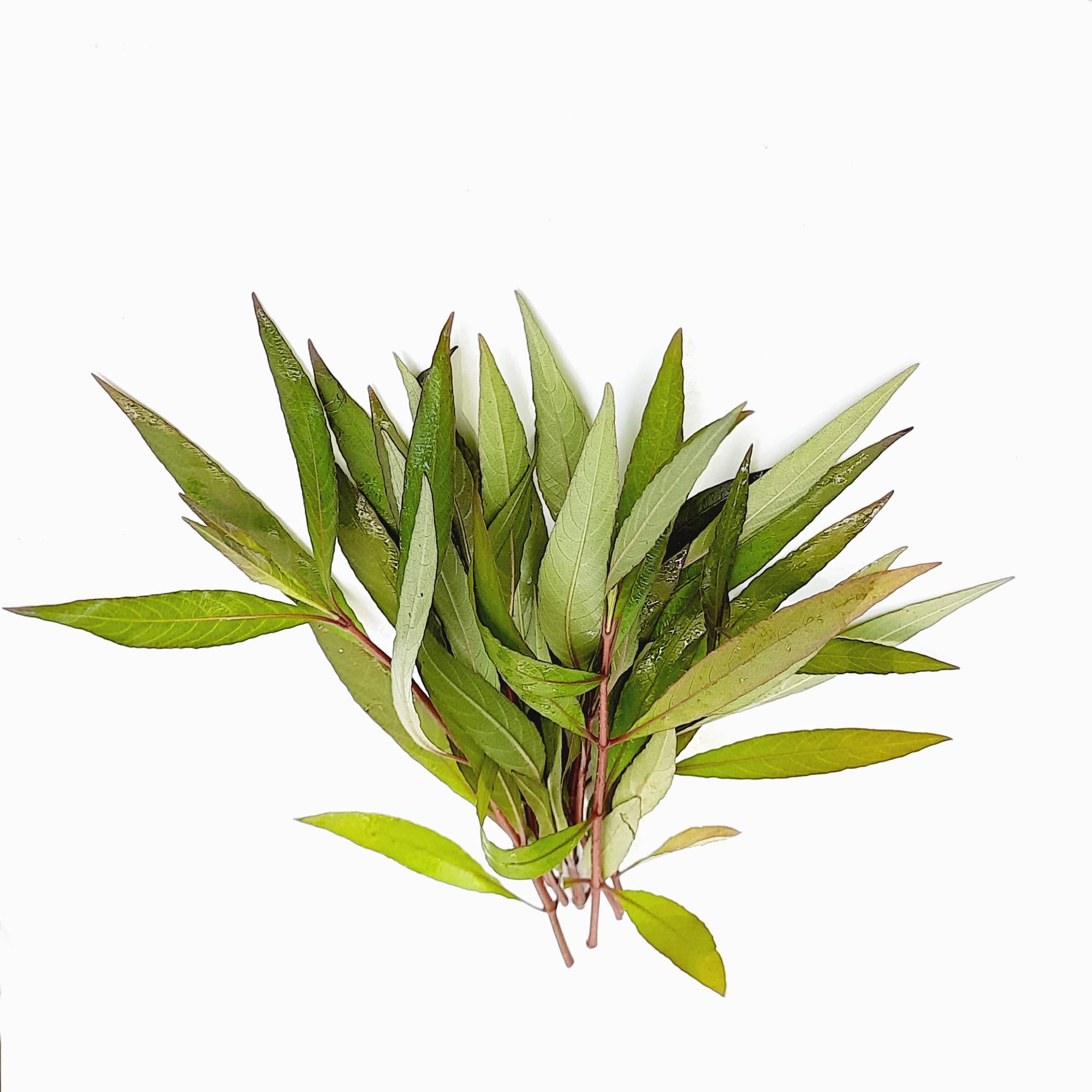 Hygrophila Stricta Hygrophila Stricta (3 Stems) Buy 6000+ Plants,