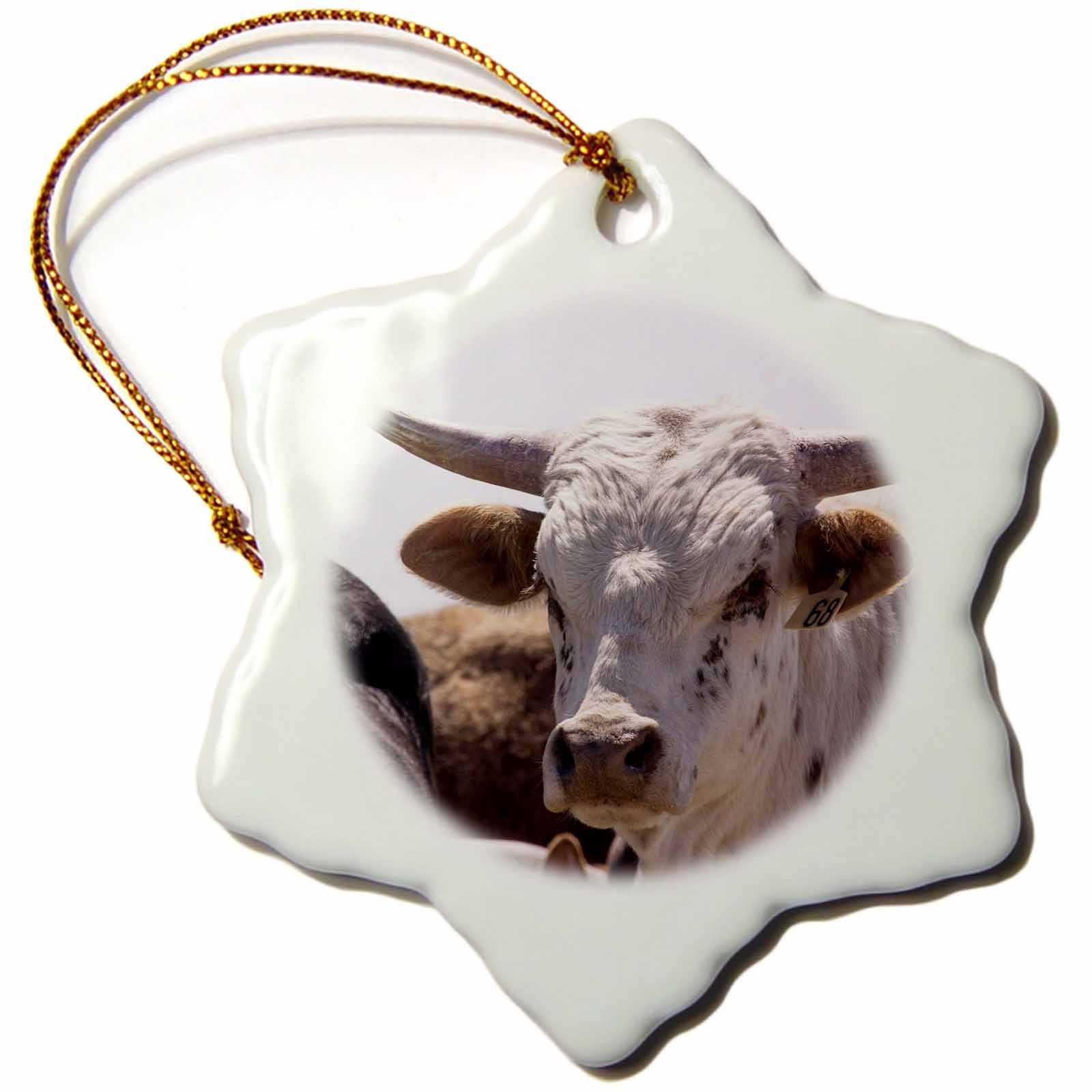 Cow With Hump On Back