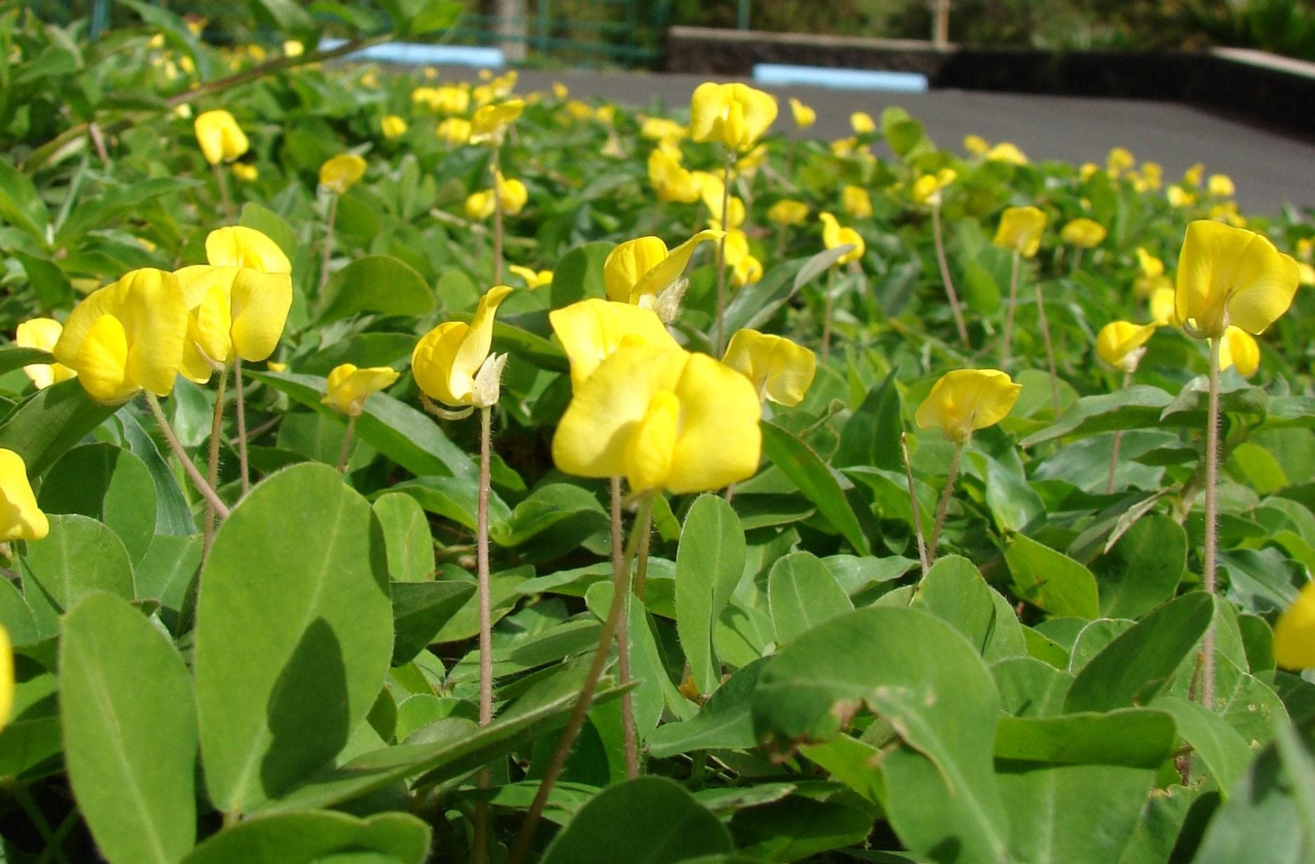 Peanut Flower