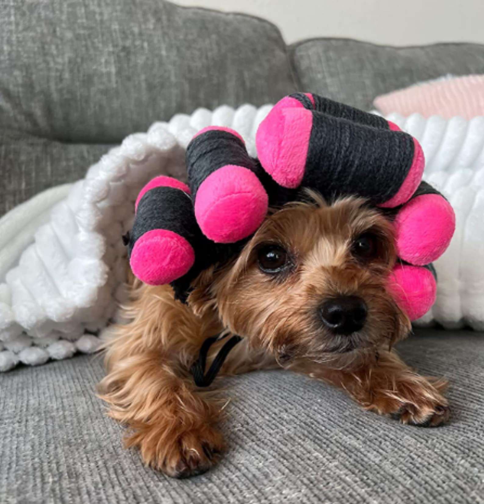 Can Yorkies Have Wavy Hair
