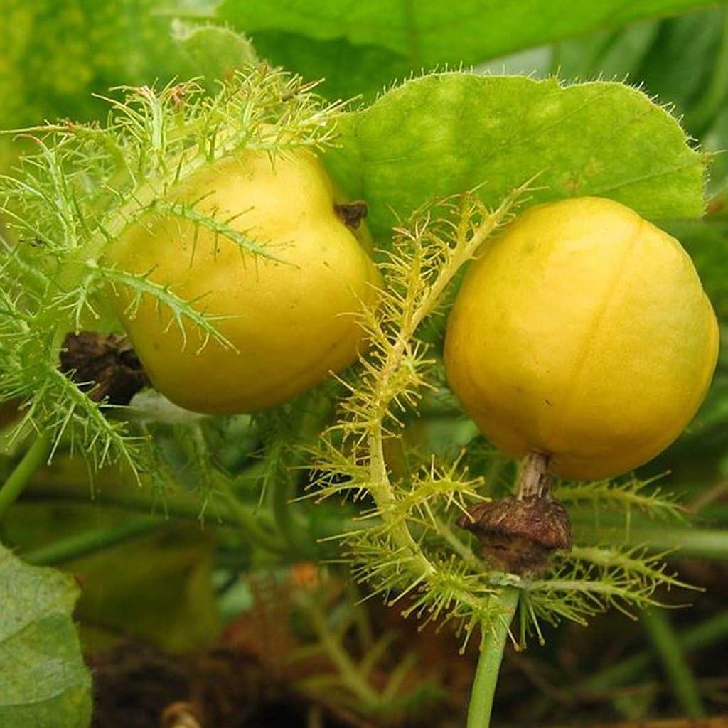 Amazon.com : Frozen Seed Capsules - Wild Water Lemon (Passiflora ...