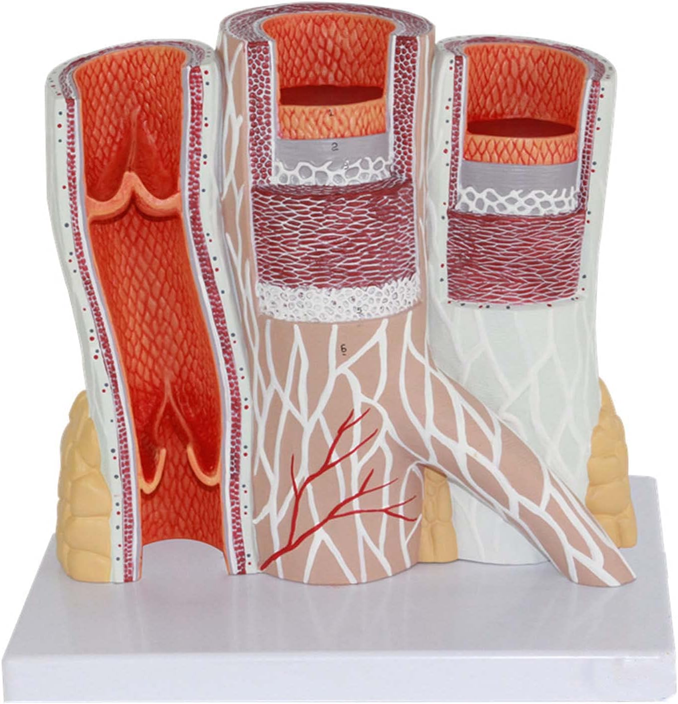 Artery And Vein Model Artery & Vein Structure Anatomical Model for ...